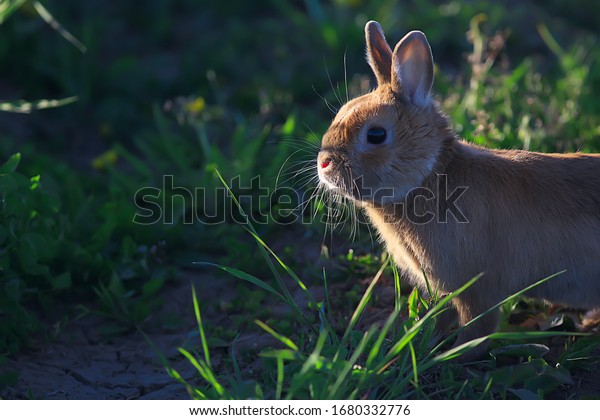 Spring Rabbit Green Field Easter Symbol Stock Photo 1680332776 ...