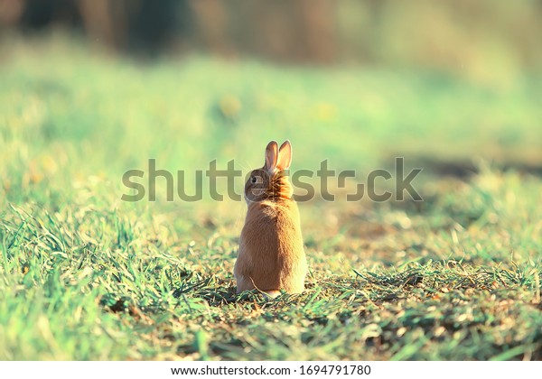 Spring Rabbit Green Field Easter Symbol Stock Photo 1694791780 ...