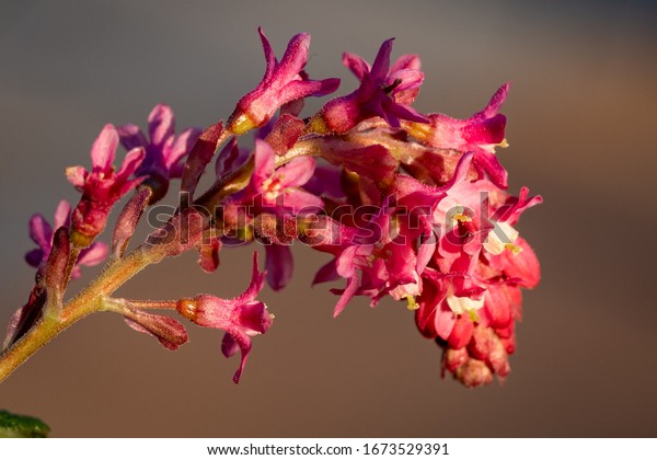 Spring Red Flowering Current Shrub Stock Photo 1673529391 | Shutterstock