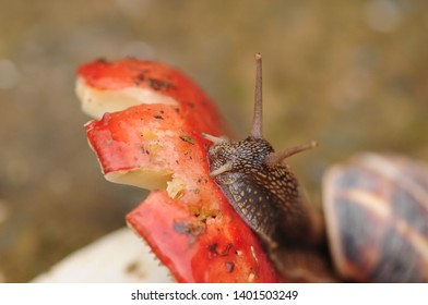 Spring Run Snail Using Red Cork Stock Photo 1401503249 | Shutterstock