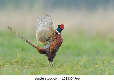558 European common pheasant Images, Stock Photos & Vectors | Shutterstock