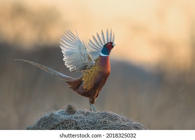 558 European common pheasant Images, Stock Photos & Vectors | Shutterstock