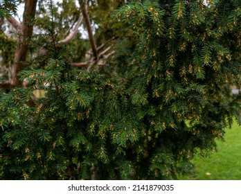 6,591 Pine trees bulgaria Images, Stock Photos & Vectors | Shutterstock