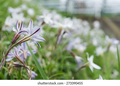 Spring Star Stock Photo 273390455 | Shutterstock