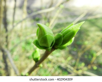 Spring Tree Texture Stock Photo 402904309 | Shutterstock