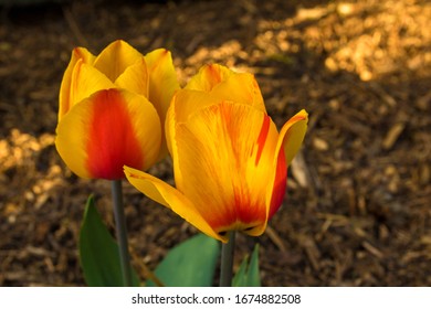 114 Tuple Images, Stock Photos & Vectors | Shutterstock