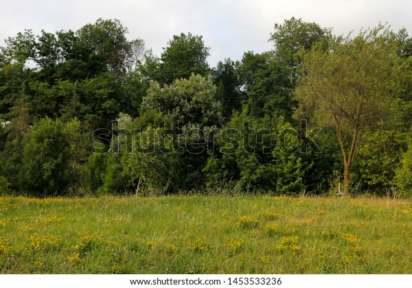 Spring Vegetation Park Stock Photo 1453533236 | Shutterstock