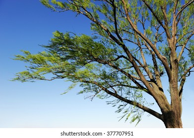 195 Willow tree blowing in the wind Images, Stock Photos & Vectors ...