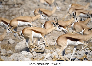1,769 Springbok running Images, Stock Photos & Vectors | Shutterstock
