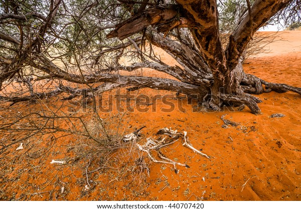 Springbok Antelope Skeleton Under Tree Kalahari Stock Photo 440707420 ...