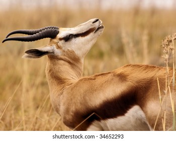 1,769 Springbok running Images, Stock Photos & Vectors | Shutterstock