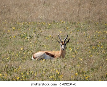 Masai Ostrich Struthio Camelus Serengeti National Foto de stock ...