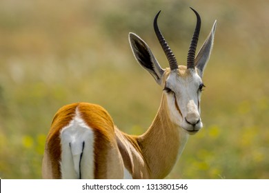 springbok Images, Stock Photos & Vectors | Shutterstock