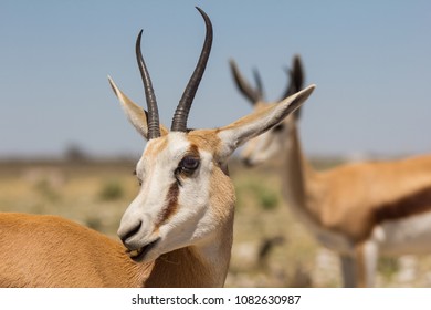 Springbok Smiling Camera Stock Photo 1082630987 | Shutterstock