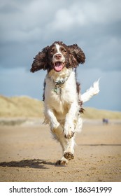 2,355 Springer spaniel running Images, Stock Photos & Vectors ...