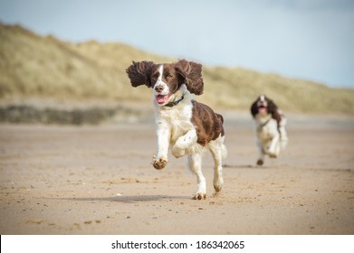 4,564 Happy springer spaniel Images, Stock Photos & Vectors | Shutterstock