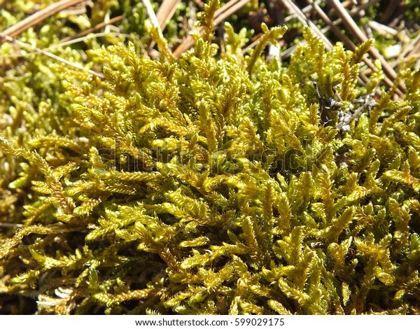 Springtime Green Moss Background Stock Photo 599029175 | Shutterstock