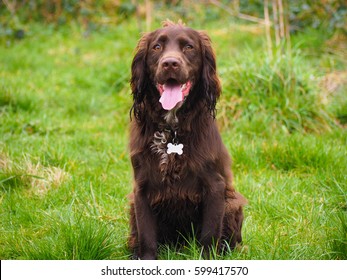 185 Sprocker spaniel Images, Stock Photos & Vectors | Shutterstock