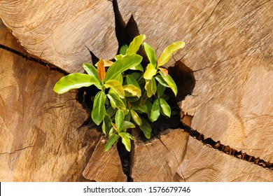 2,283 Resilient tree Images, Stock Photos & Vectors | Shutterstock