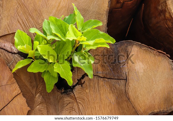 Sprout Tree Sprouting On Trunk After Stock Photo (Edit Now) 1576679749
