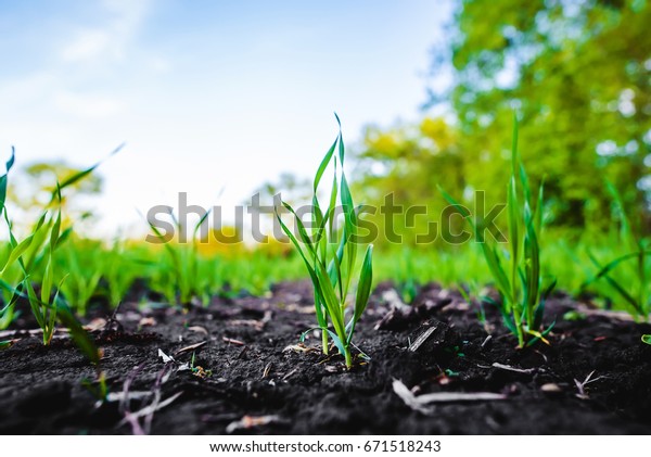Sprouting Field Maize Corn Commonly Silaged Stock Photo 671518243 ...