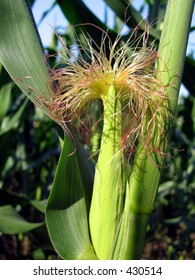 Sprouting Maizeear Stock Photo 430514 | Shutterstock
