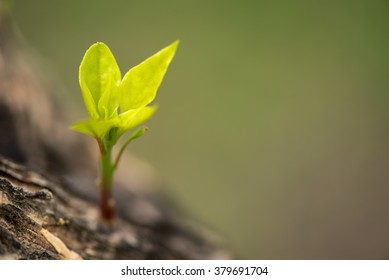 2,550 Life sprouting from dead tree Images, Stock Photos & Vectors ...