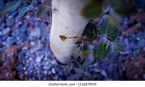 Sprouting Trees Stock Photo 1116870929 | Shutterstock