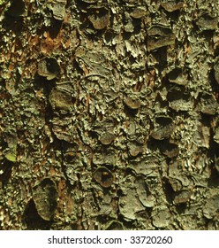 Spruce Bark Texture Stock Photo 33720260 | Shutterstock