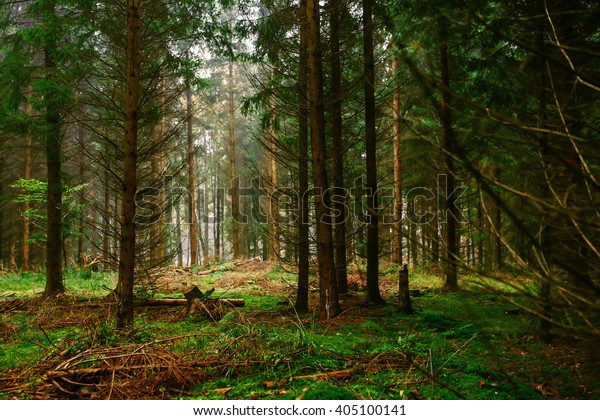 Spruce Forest Stock Photo 405100141 | Shutterstock