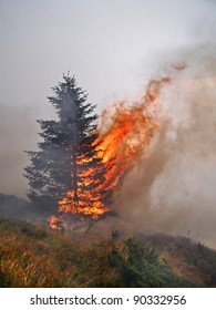 Spruce Tree Fire Stock Photo 90332956 | Shutterstock