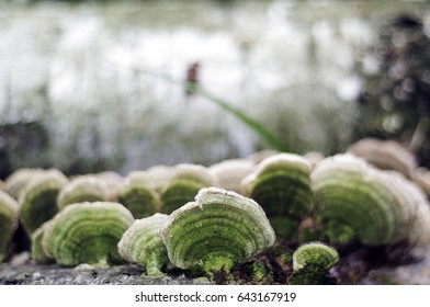 Spunk Stock Photo 643167919 | Shutterstock