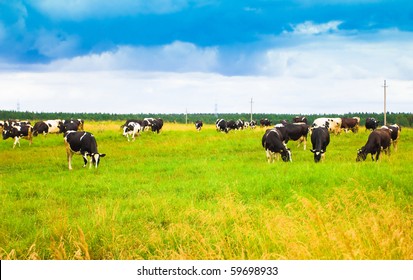 Squad Cute Cows Stock Photo 58387543 | Shutterstock