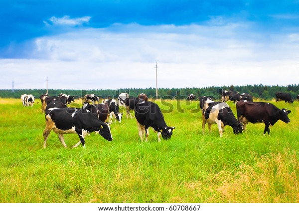 Squad Cute Cows Stock Photo 60708667 | Shutterstock