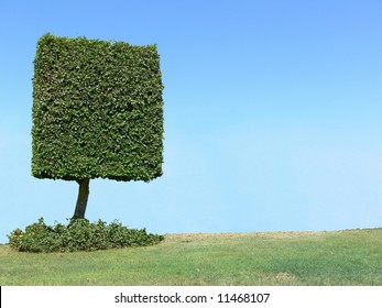 23,966 Square bush Images, Stock Photos & Vectors | Shutterstock