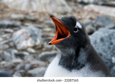 206 Penguin screaming Images, Stock Photos & Vectors | Shutterstock