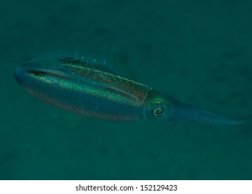6,581 Small squid Images, Stock Photos & Vectors | Shutterstock