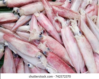 6,581 Small squid Images, Stock Photos & Vectors | Shutterstock