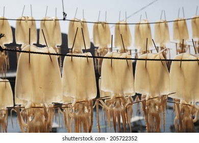 Squid Drying Sun Stock Photo 205722352 | Shutterstock