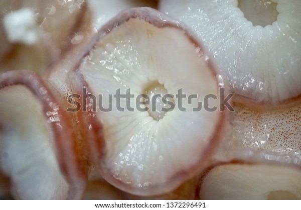 Squid Suction Cups Closeup Stock Photo 1372296491 | Shutterstock