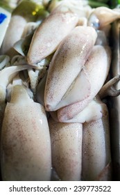 87 Decapodiformes Images, Stock Photos & Vectors | Shutterstock