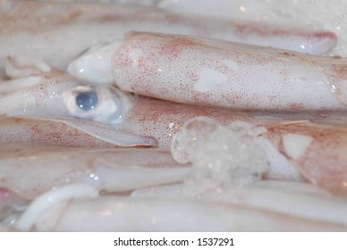 Squids Stock Photo 1537291 | Shutterstock