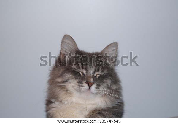 Squinting Cat Stock Photo (Edit Now) 535749649