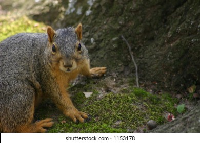 Stock Photo and Image Portfolio by Nathan Holland | Shutterstock