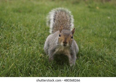 Rear View Curious Blue Tabby White Stock Photo 1707368428 | Shutterstock