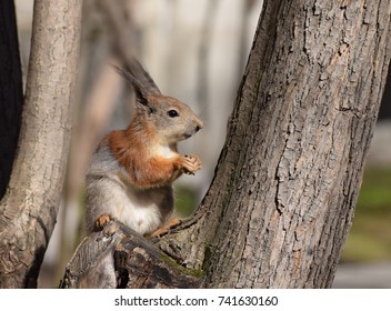 Balancing Squirrel Stock Photo 564900619 | Shutterstock