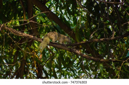 Twisted Trees Forest Stock Photo 1294179442 | Shutterstock