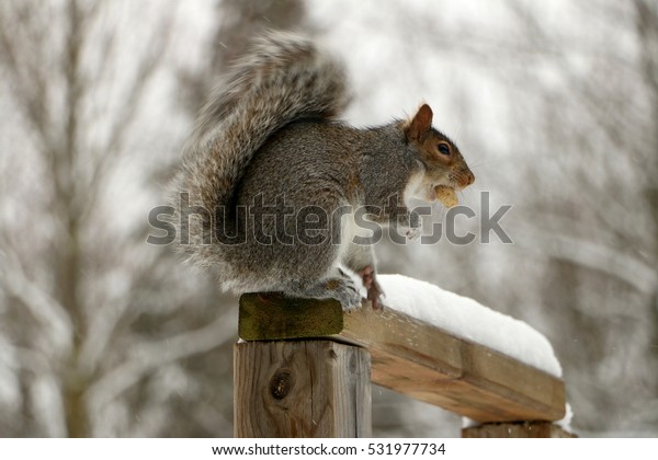 Squirrel Stock Photo 531977734 | Shutterstock