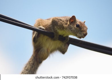 832 Squirrel on wire Images, Stock Photos & Vectors | Shutterstock