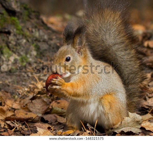 Squirrel Chestnut Stock Photo (Edit Now) 168321575